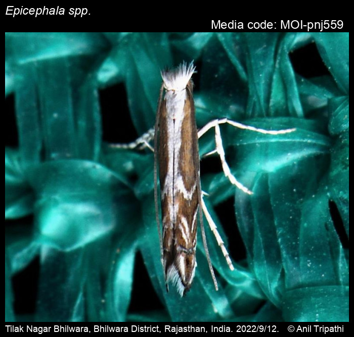 Gracillarioidea | Moths